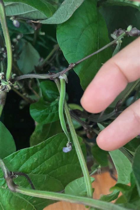 10 Tips For Growing Green Beans In The Aerogarden
