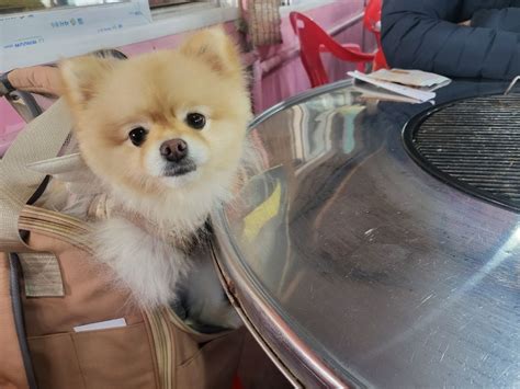 전국 강쥐냥이 자랑 대회 아련~ 아련~ Daum 카페