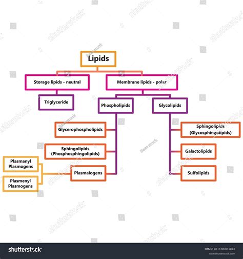 Diagram Showing Classification Lipids Storage Lipids Stock Vector