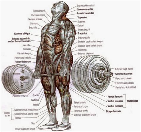 Muscles Involved In The Conventional Deadlift All About Powerlifting