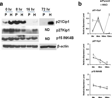 A Western Blot And B Densitometry Analyses Of Cell Cycle Inhibitory