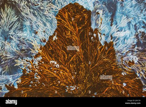 This Is A Small Rock Pool With The Seaweed It Has Many Different