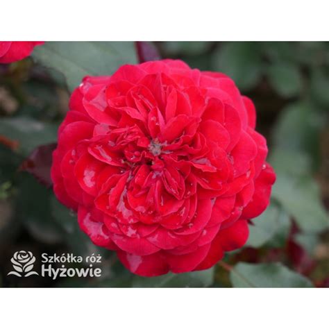 Rouge Meilove® Mona Lisa® Róże Rabatowe Szkółka Róż Hyżowie