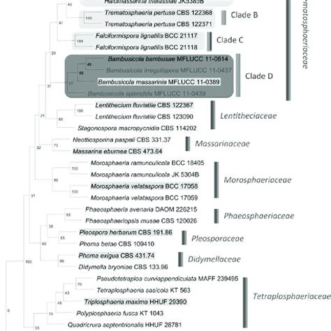 Phylogenetic Tree Generated From Parsimony Analysis Based On Lsu Nrdna Download Scientific