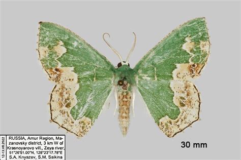 Eucyclodes Difficta Lepiwiki