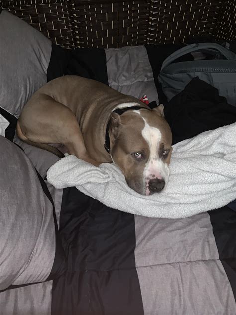 Look At This Big Ass Bed Bug 😭 R Bedbugs