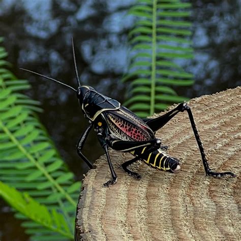 Spit Me Out Quick How Lubber Grasshoppers Survive Our Mississippi Home