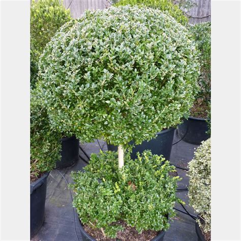 Buxus Sempervirens Ball On Stem With Flat Hedging At Base Topiary Arts