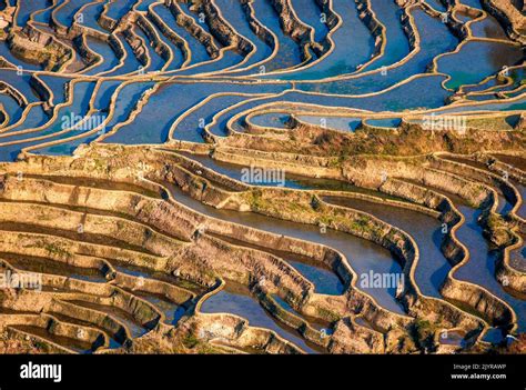 Honghe Hani Rice Terraces In Yuanyang County Yunnan Province China