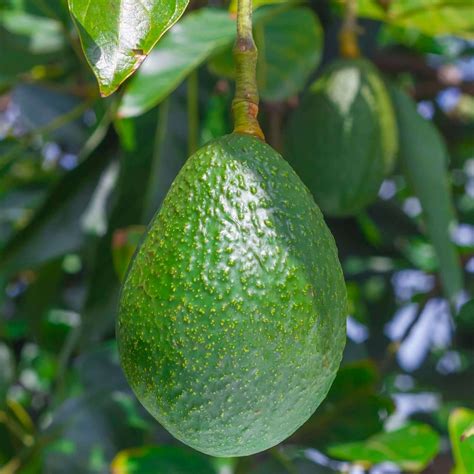 Little Cado Avocado Plants Express