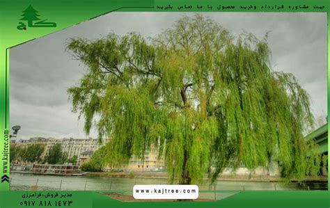 بید مجنون فروش انواع نهال در نهالستان بزرگ کاج