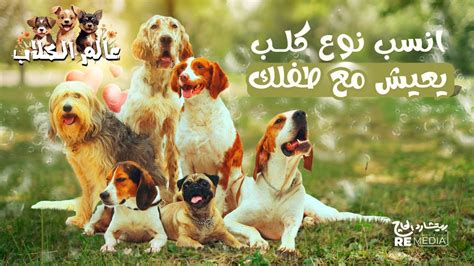 انسب نوع كلب يعيش مع طفلك 🐾💖 Youtube