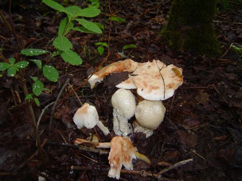 Edibility Of Hypomyces Hyalinus General Mushroom Discussion Wild