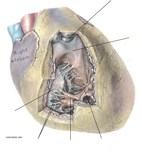 Heart Diagram Quizlet