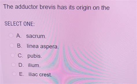 Solved The Adductor Brevis Has Its Origin On Theselect