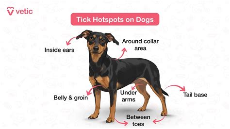 Protection From Ticks The Complete Guide On Tick Products