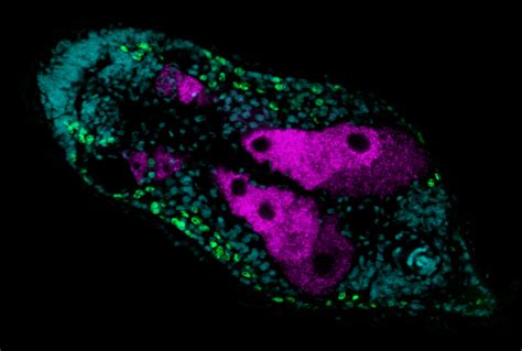 Imaging Hướng Dẫn Chi Tiết Về Công Nghệ Và Ứng Dụng Trong Y Tế Và Khoa Học