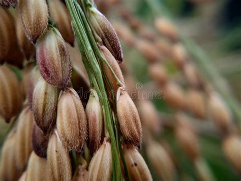 Close Up Of Mature Rice Grains With Fine Hairs And Golden Brown Husk