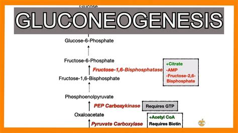 Gluconeogenesis Definition Pathway Cycle Diagram Gluconeogenesis