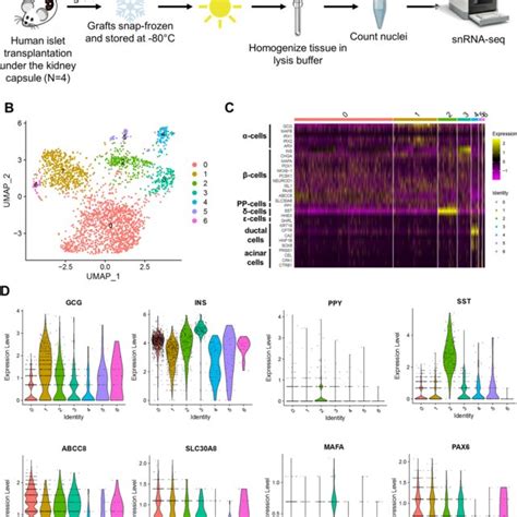 Side By Side Comparison Of Single Cell Vs Single Nucleus Download Scientific Diagram