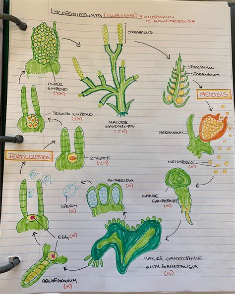 Lycopodium Life Cycle