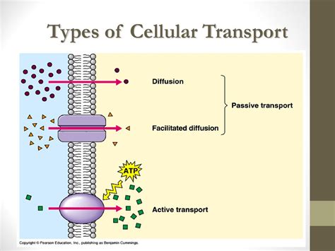 Cells And Cellular Processes Review Ppt Download