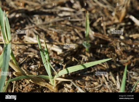Acrida Ungarica Is A Species Of Grasshopper Commonly Known As The Cone