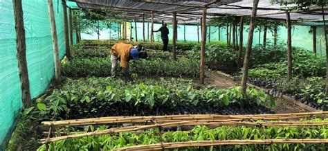 The Many Benefits Of Tree Nurseries Join For Water