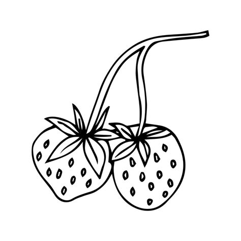 Outline Two Strawberries Hand Drawing Isolated On White Background