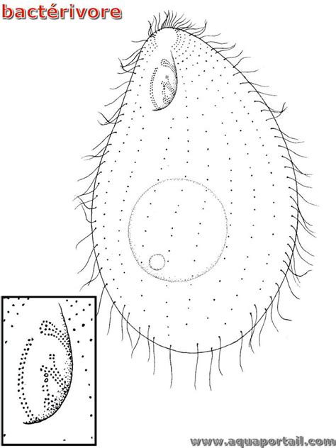 Bactérivore Définition Et Explications