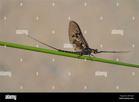 Green Drake Mayfly Ephemera Danica Male In Spring With Greengrass Field