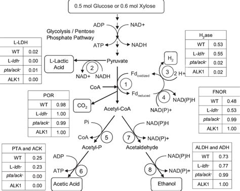 Fermentative Pathway In T Saccharolyticum And Fluxes In Knockout