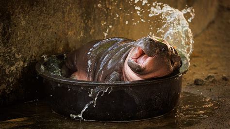 Happy Birthday Moo Deng The Worlds Favorite Pygmy Hippo Turns 1