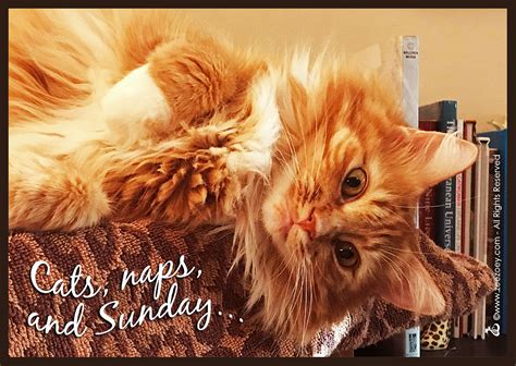Happy Sunday Cat