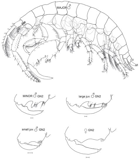 Jassa Alonsoae Conlan 1990 Holotype Adult Male Major Form 11 1 Mm