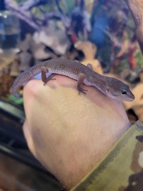 Leo Morph Id Melanistic Patternless Leopard Geckos Morphmarket