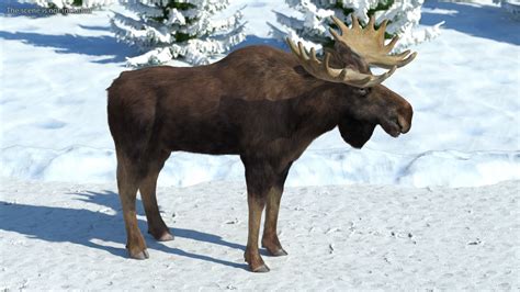 Moose Fur Rigged 3d Model 179 Max Free3d