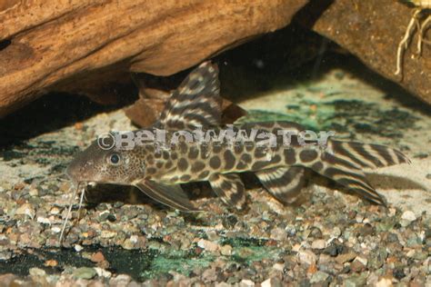Synodontis Pardalis Below Water
