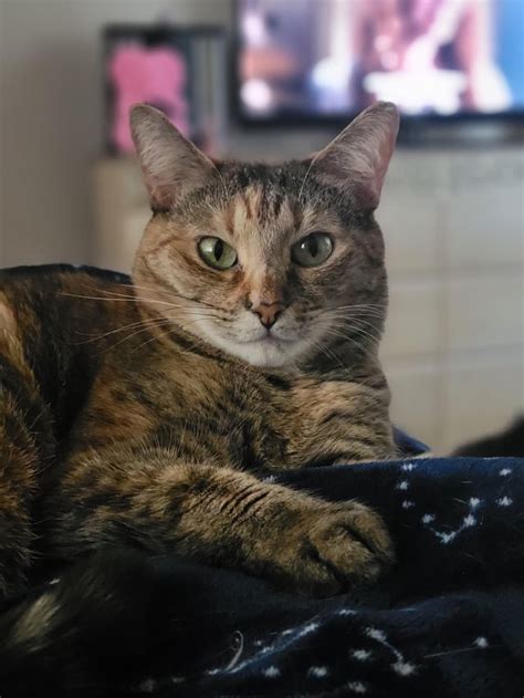 Torbie R Torbie