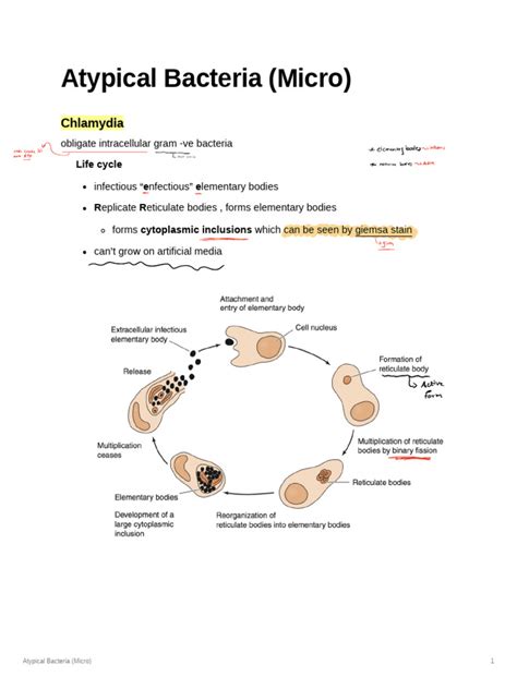 Atypical Bacteria Micro Pdf Clinical Medicine Human Diseases