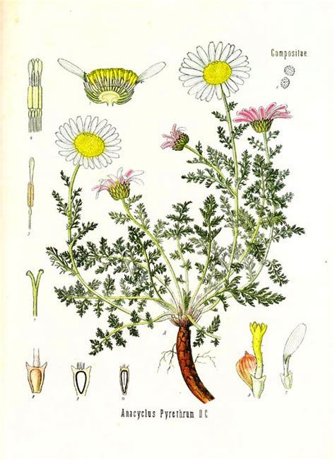 Anacyclus Pyrethrum Systematics Etymology Habitat Cultivation
