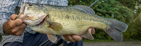 Fly Fishing For Bass In Louisiana Diy Get Lost In America