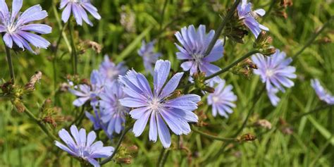 How To Grow Moth Bean Vigna Aconitifolia Permaculture Plants