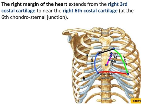 Surface Anatomy Of Cardiovascular System Ppt Download
