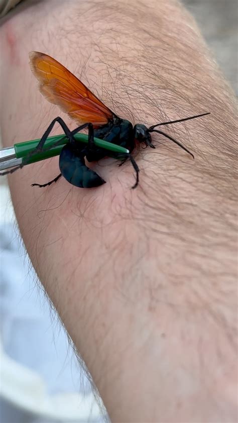 Tarantula Hawk Wasp Unique Characteristics