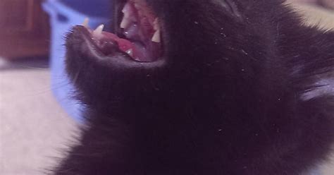 Meet Razor Hell Razor Imgur