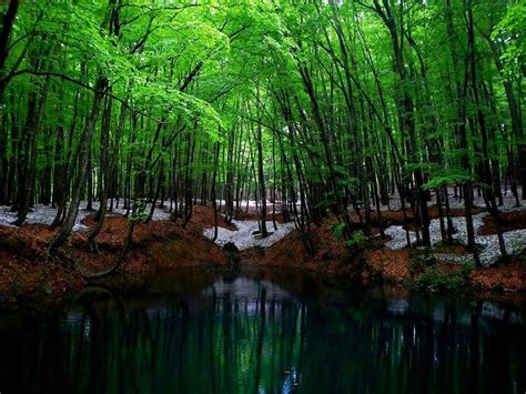 The 15 Best Japan Forests 2026 Tripadvisor
