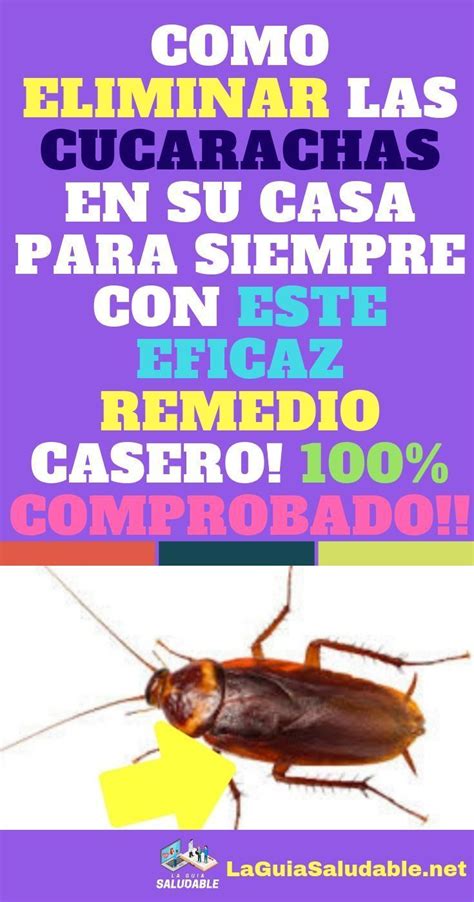 Si tienes esta planta en casa nunca verás ratas arañas o insectos