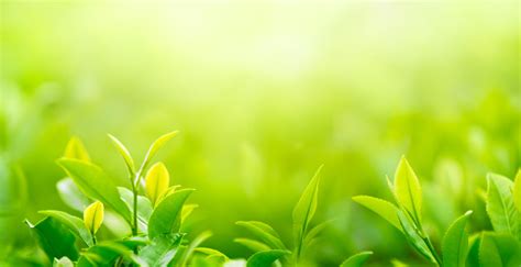 Duplex Apartment For Sale In Gurgaon Emerald Classic