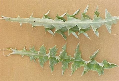 Thistle Identification Oklahoma State University